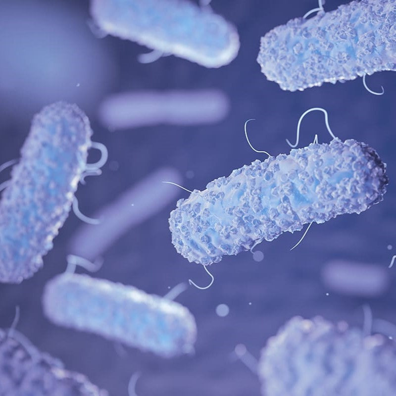 Kan Escherichia coli fruit en groenten besmetten?